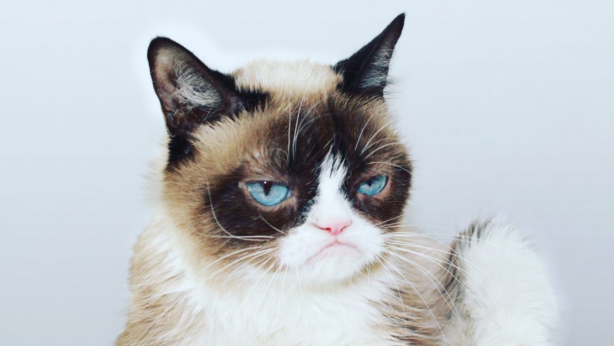 Muere Grumpy Cat, el gato más famoso de internet | Reporte18